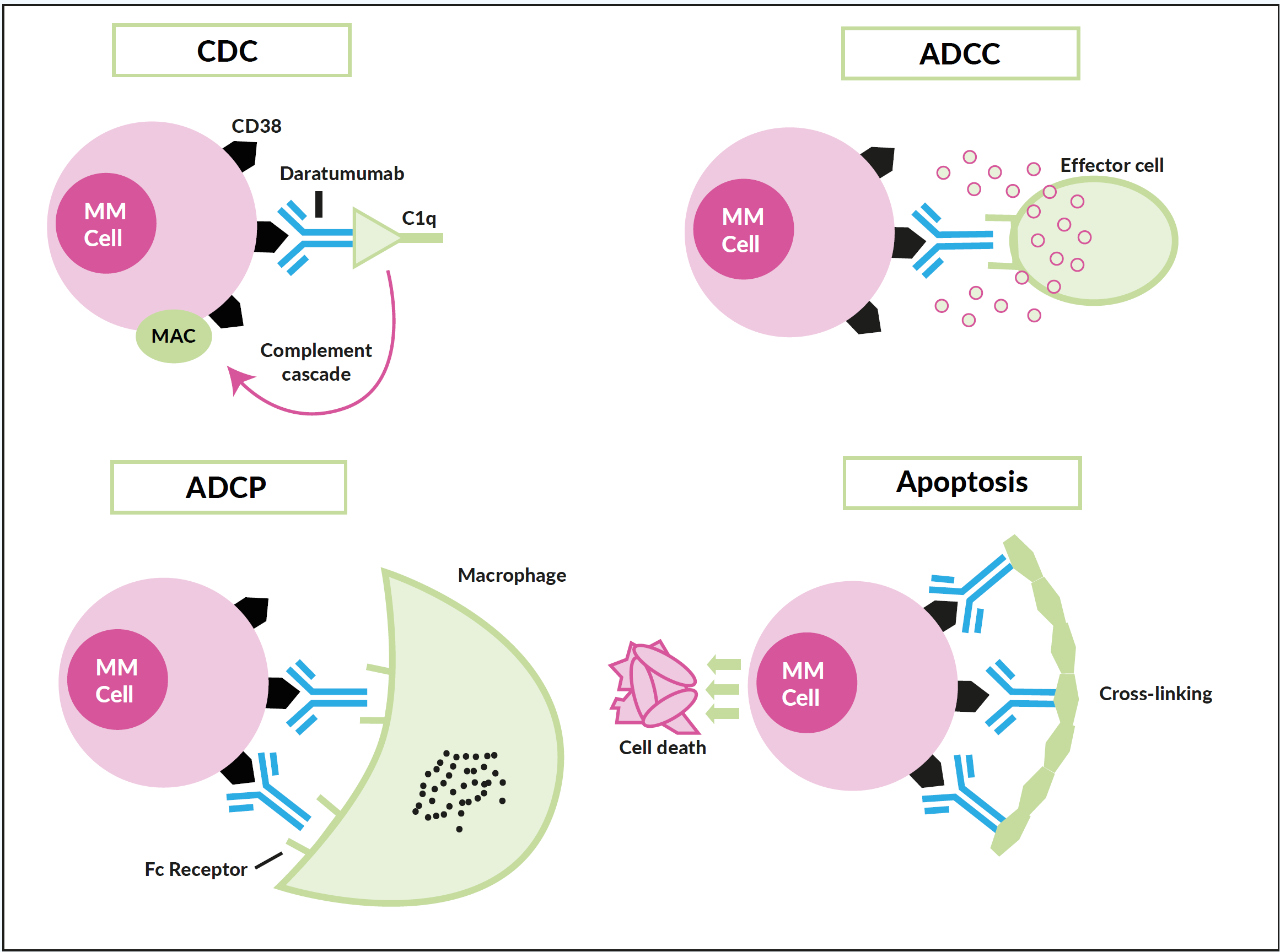 Multiple Myeloma with a Special Focus on Precision Medicine - Open Access | healthbook