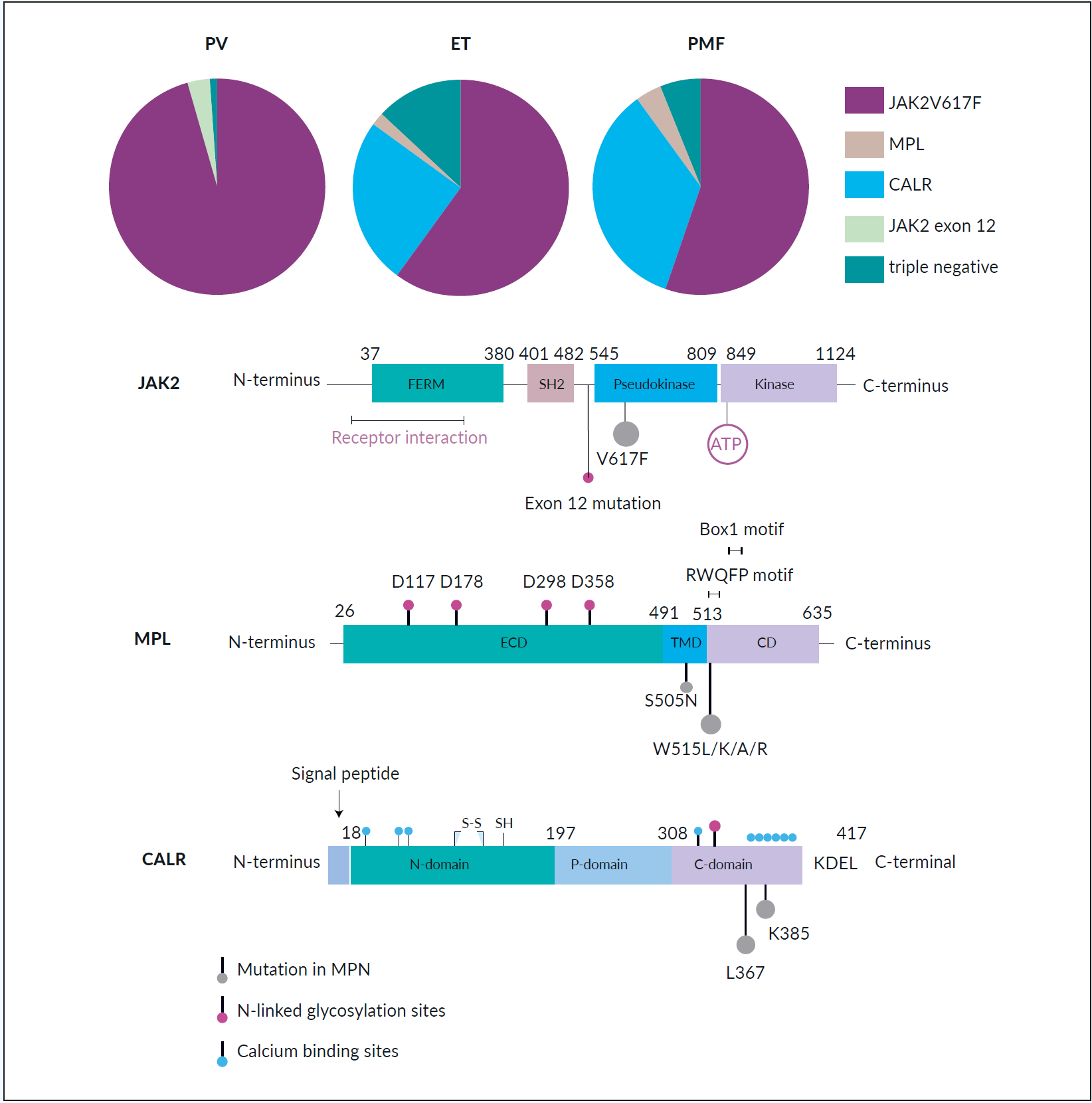 Precision Medicine in BCR-ABL1 Negative Myeloproliferative Neoplasms ...